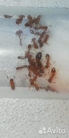 Temnothorax cf. unifasciatus