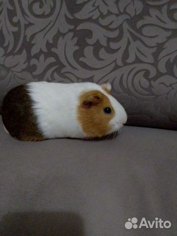 Морские свинки