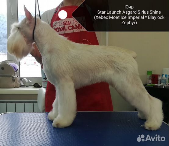 Белые цвергшнауцеры из известного питомника