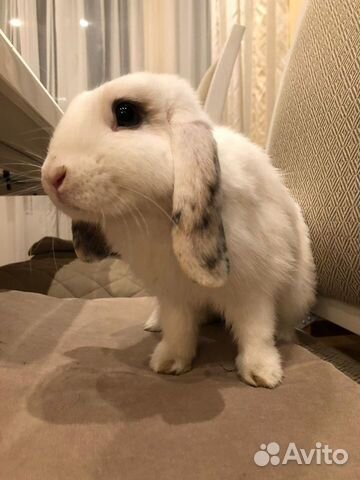 Кролик Вязка