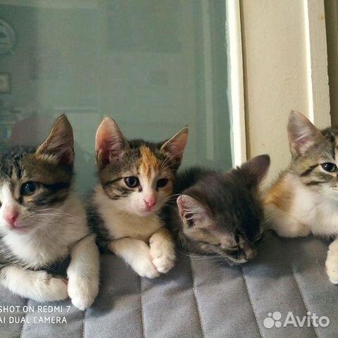 4 замечательных котенка ищут дом