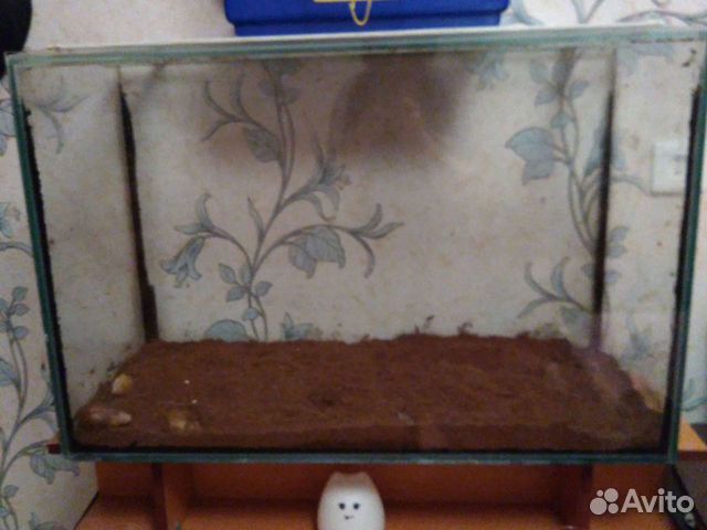 Отдам даром. Три улитки ахатины,отдам вместе с акв