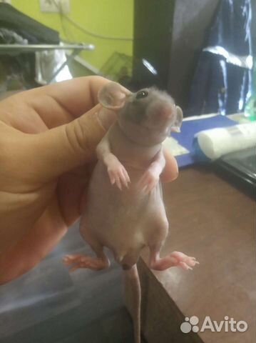 Крыса сфинкс