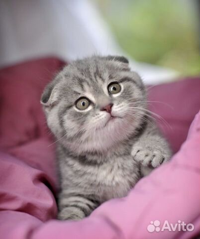 Шотландский вислоухий плюшевый котенок, 1,5 мес