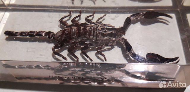 Коллекционирование,насекомые и их знакомые