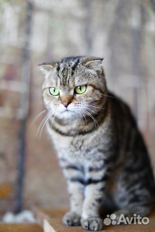 Китти. Аристократичная кошка в добрые руки