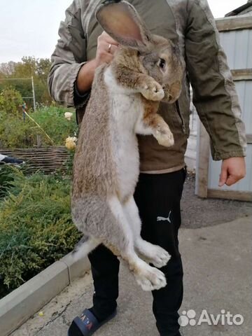 Кролик фландер