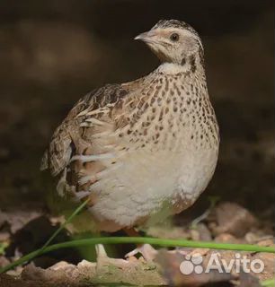 Самцы на откорм