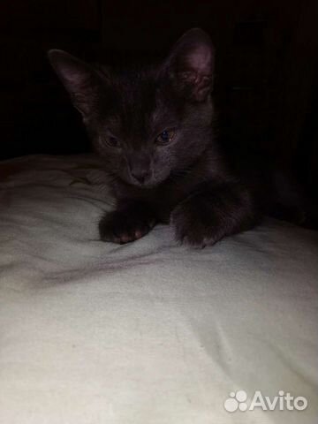 Русская голубая