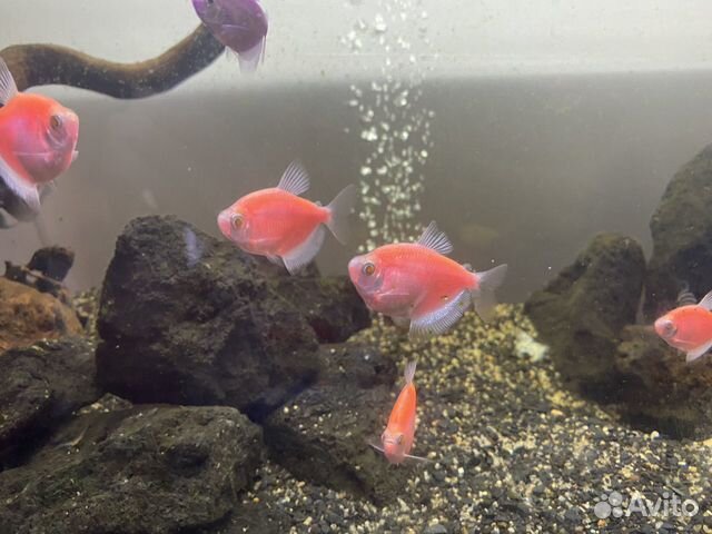 Теренция гло фиш