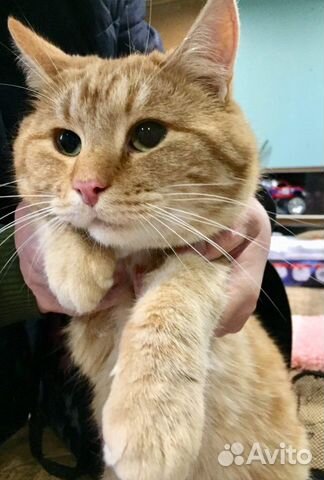 Шикарный Рыже-Мраморный Ласкуша дар в добрые руки