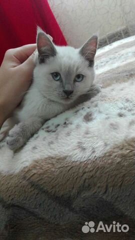 Сиамская