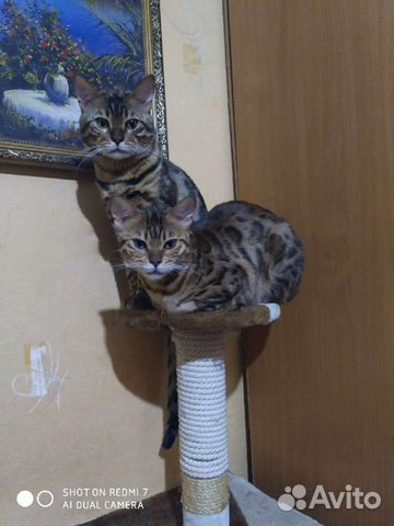 Семья бенгалов