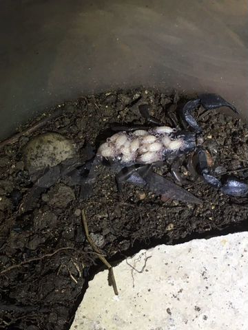 Итальянские скорпионы (Euscorpius italicus)