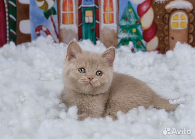 Дарина - британская кошечка фавн