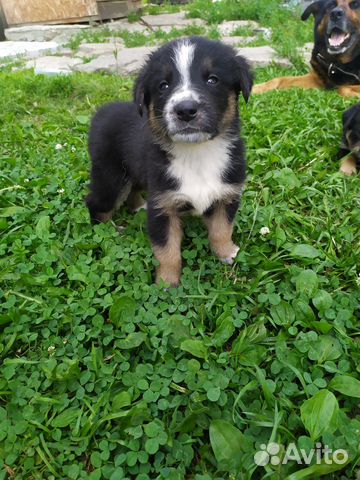 Овчарята бесплатно