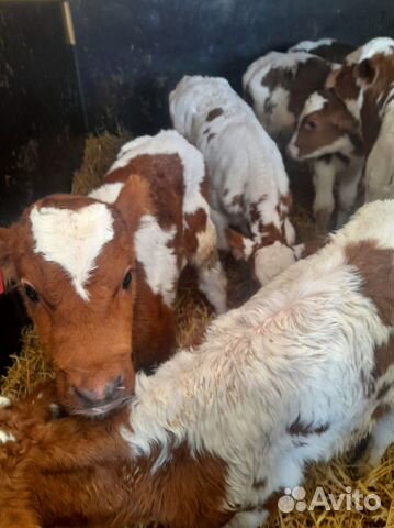 Телята бычки тёлки доставим до вас