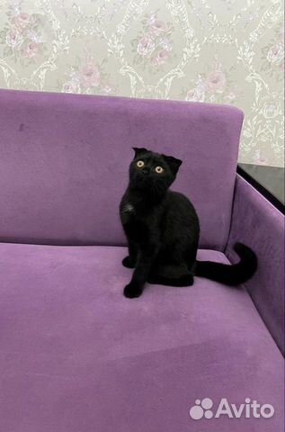 Котенок