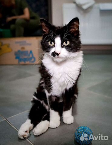 Котик-спинальник