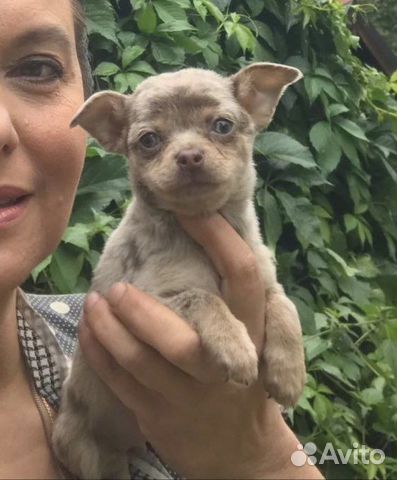 Чихуахуа лиловая мерль Синеглазка