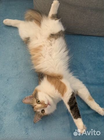 Кошка