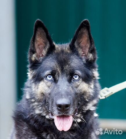 Невероятная красавица Шейла