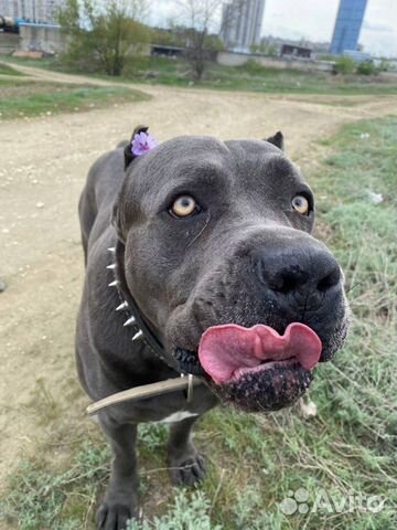 Кабель Итальянский Кане-Корсо