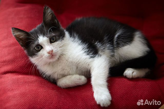 Девочка 2 месяца