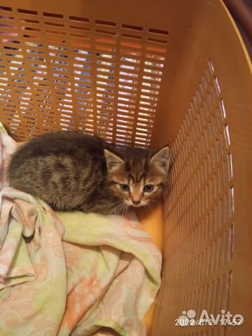 Котята 2-3 недели