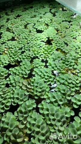 Сальвиния за шоколадку