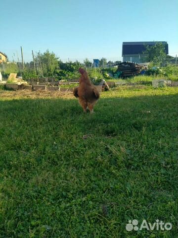 Петухи смесь Орпингтона и брама