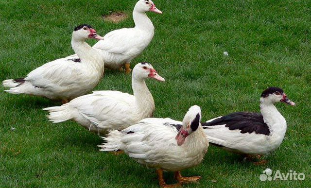 Утки-муларды,куры молодки