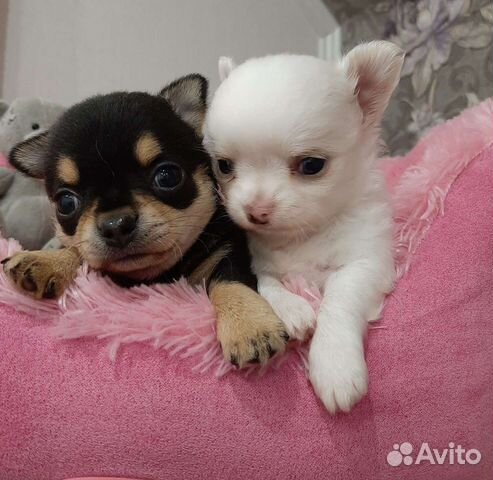 Щенки чихуахуа