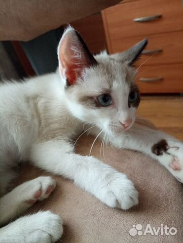 Голубоглазая малышка Кетти