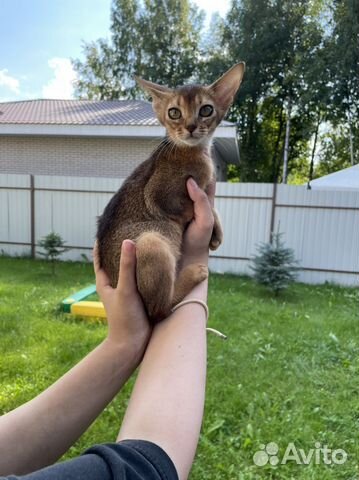 Абиссинская красотка