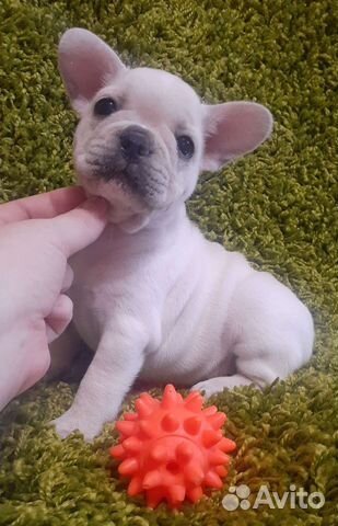 Француженка нежный крем