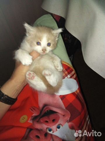 Котёнок ищет свой дом