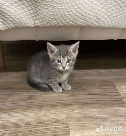 Котята в добрые руки бесплатно