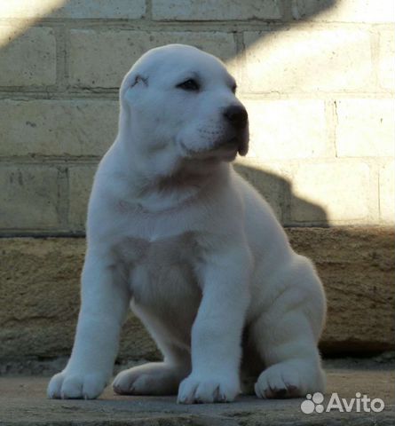 Лучший из лучших