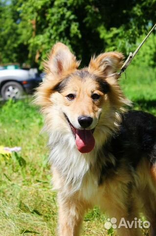 Замечательная собака-пушистик Франц