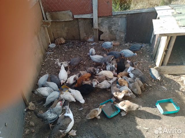 Утята цыплята цесарята возраст разный