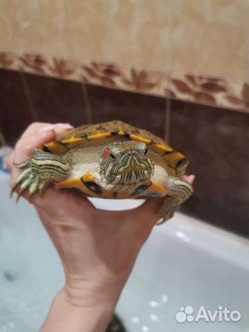 Черепаха