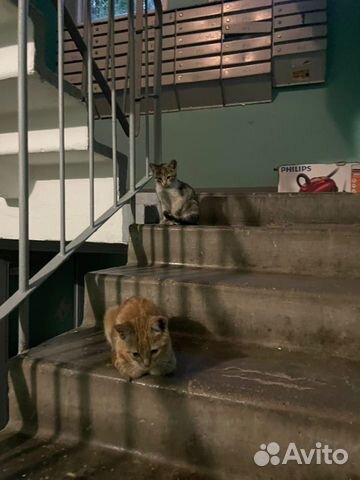 Котенок ищет себе хозяина
