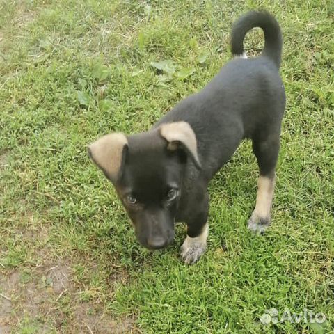 Овчаристые щенята, мальчики