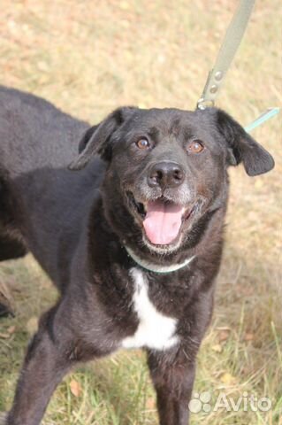 Доброму псу тяжело в приюте