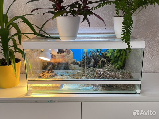 Черепаха сухопутная с террариумом