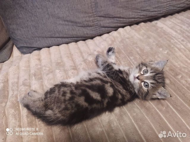 Очень красивая кошечка