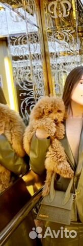 Мальтипу девочки рыжая кремовая 4 мес Мини ф1