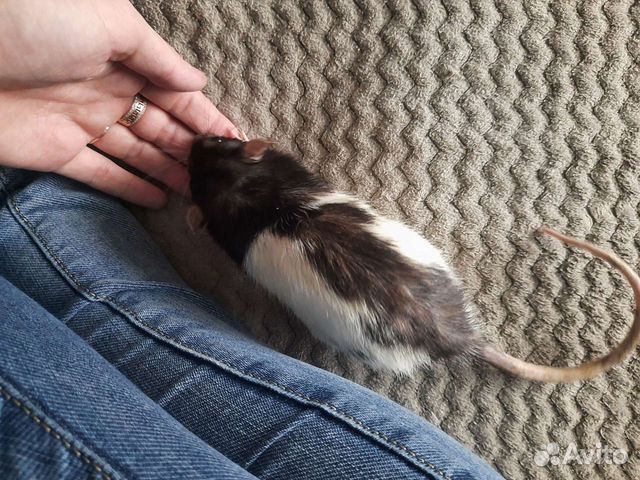 Крыса мальчик 8мес