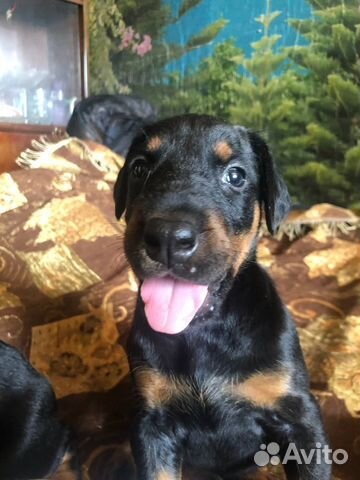 Щенки добермана